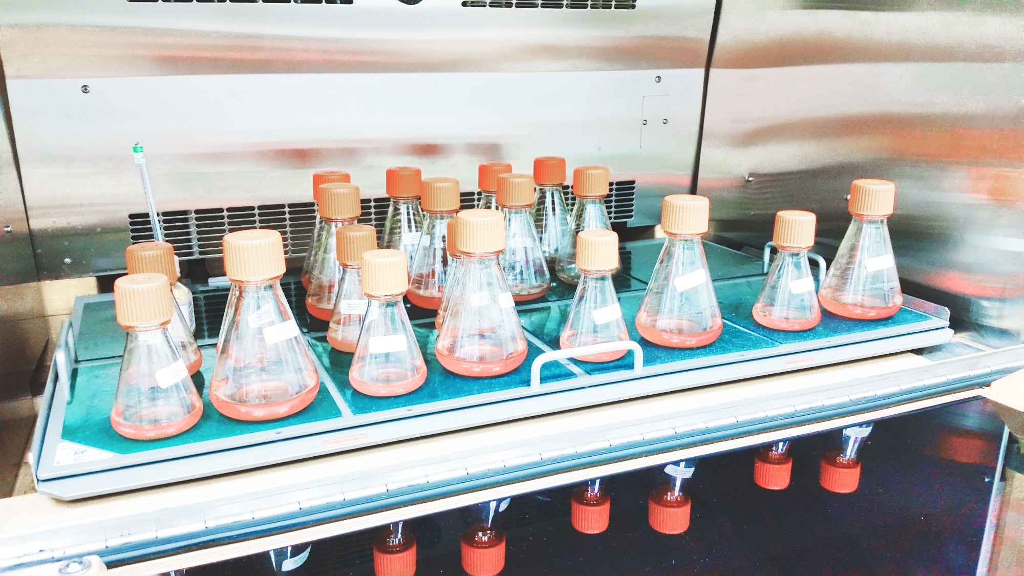 Microbial Cell Line Development | CLD Services – KBI Biopharma