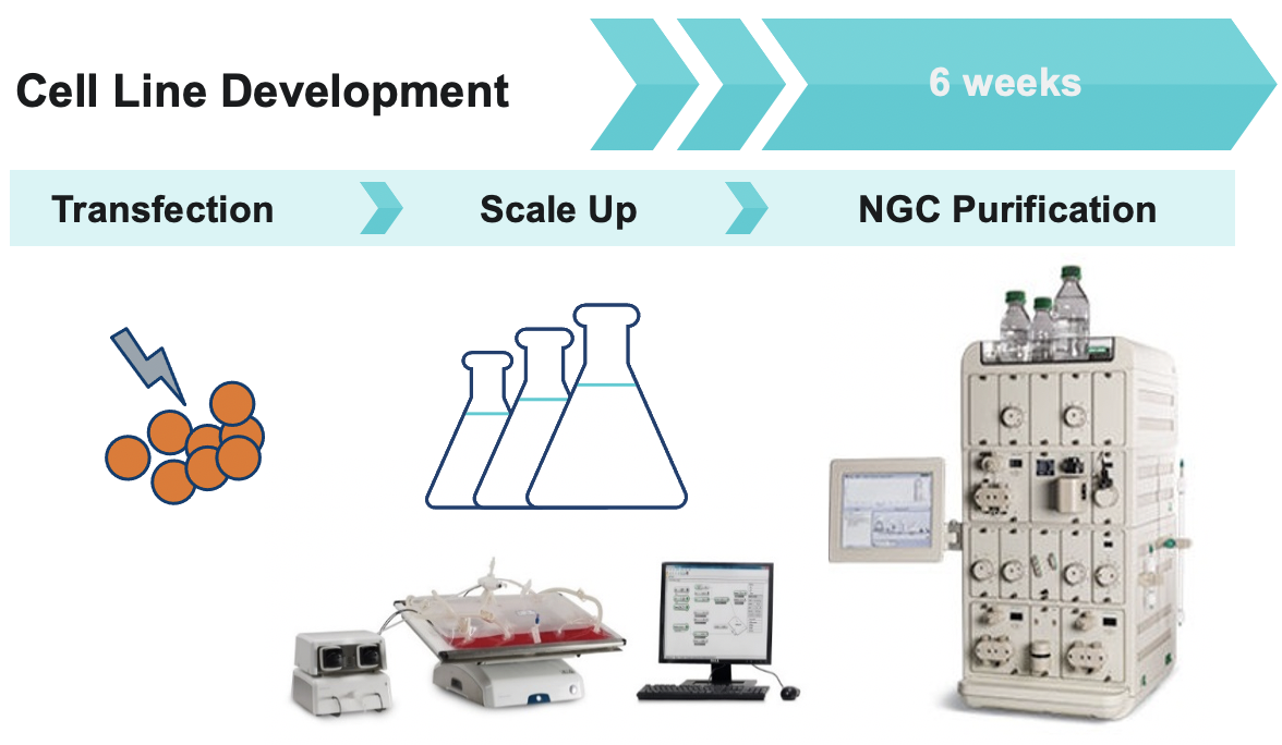 Mammalian Cell Line Development - KBI Biopharma